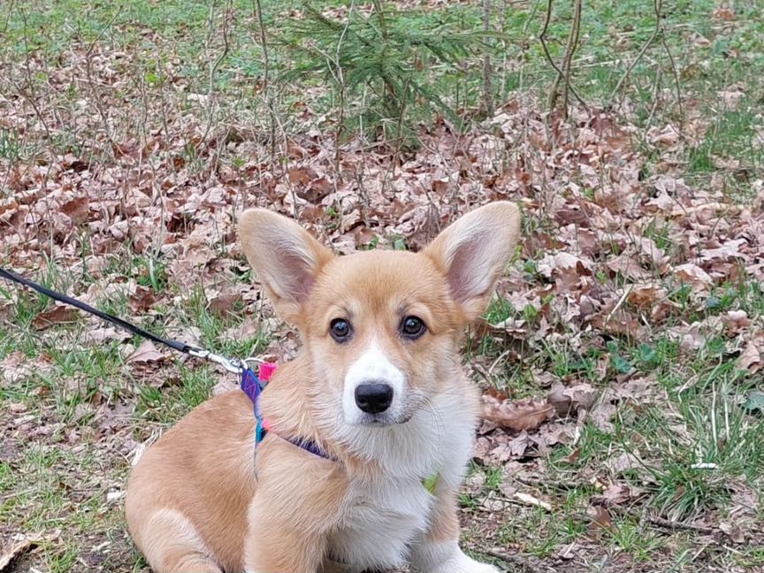 Вельш-корги пемброк