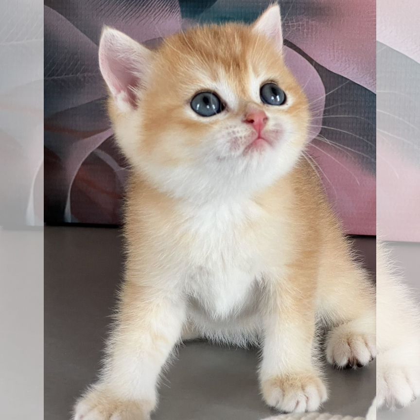 Британский короткошёрстный котёнок