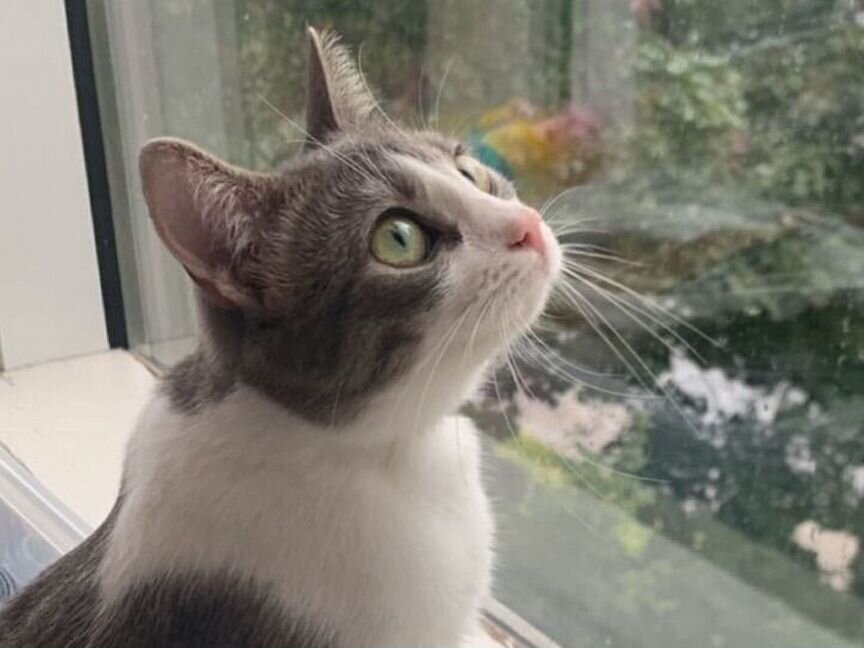 Кошки в добрые руки