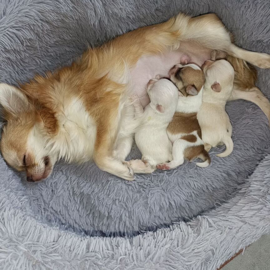 Суперкурносые чихуахуа