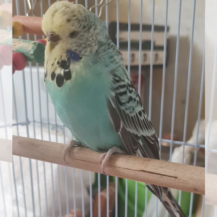 Попугай Чех