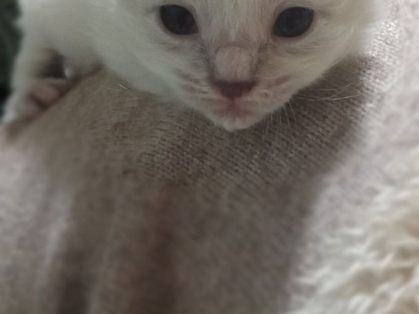 Шотландская прямоухая кошка