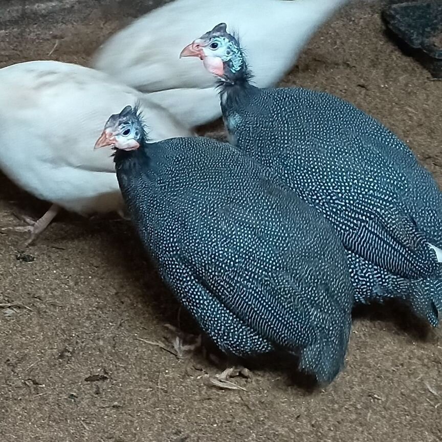 Цесарки