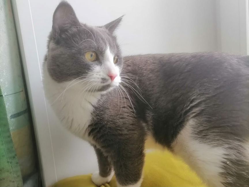 Кот кастрирован 2 года