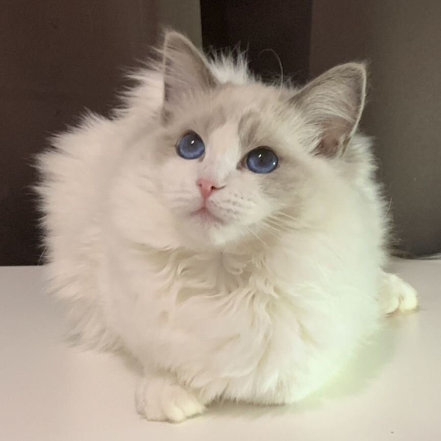 Девочка регдолл с документами