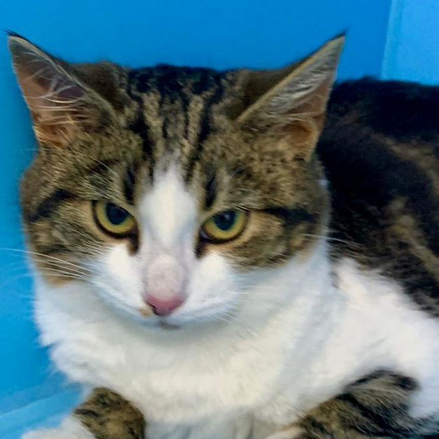 Котенок Сима