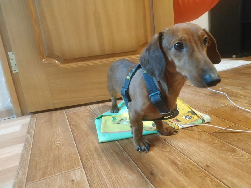 Молодой таксик Чафи