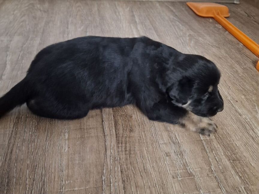 Отдам в добрые руки щенка