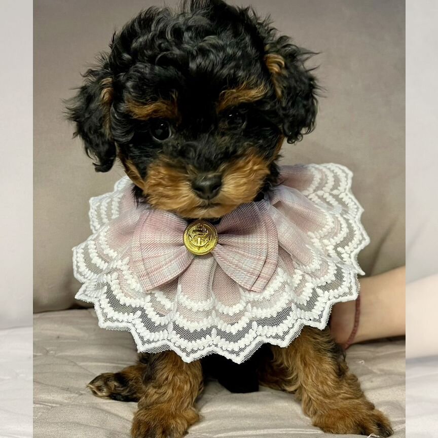 Той-пудель, щенок