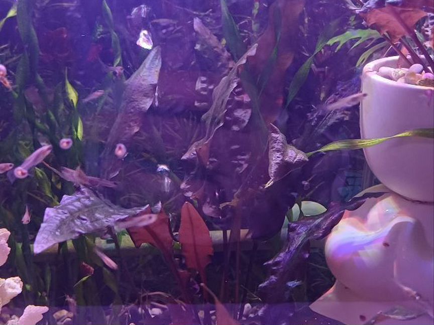 Криптокорина 2 сорта