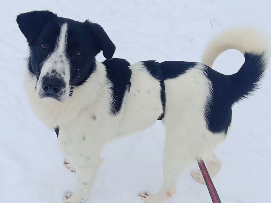 Белый Бим два чёрных уха очень ждёт хозяина