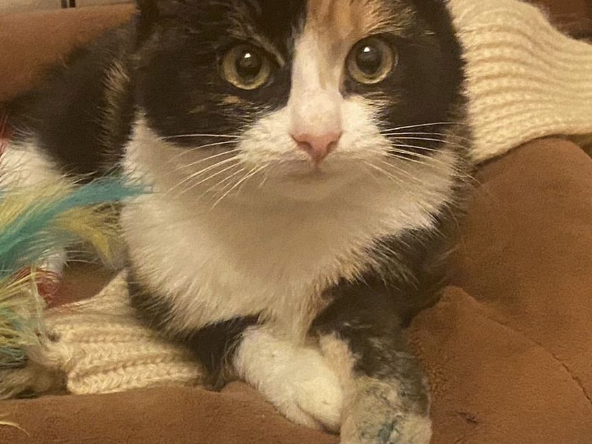 Трехцветная хромая котенок Сима 5 месяцев в дар