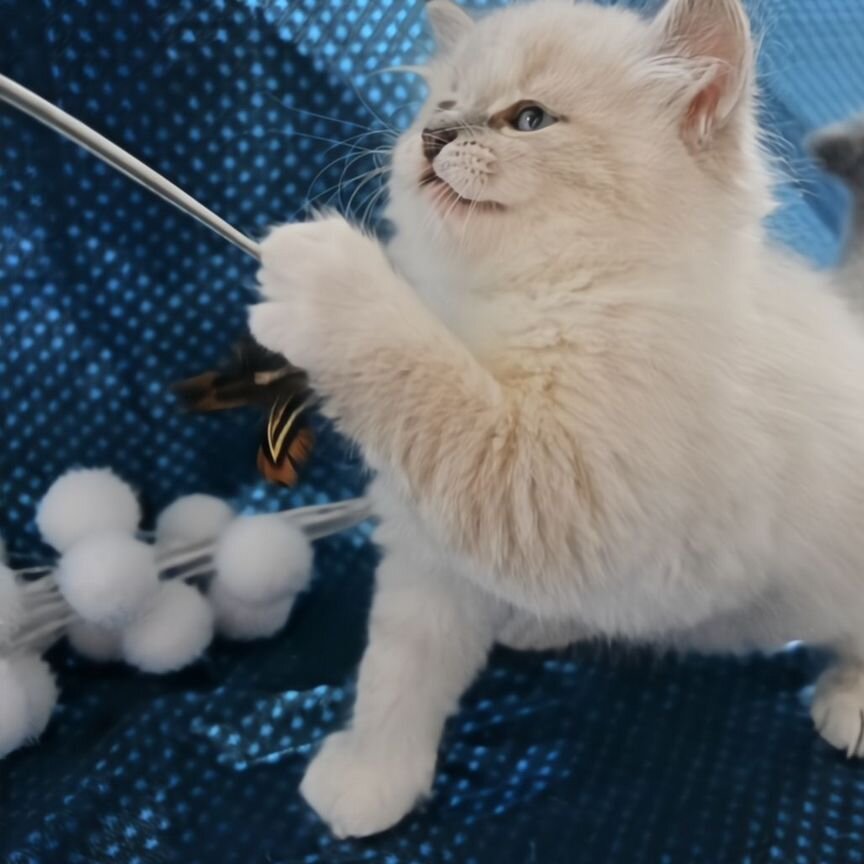 Невский маскарадный котёнок
