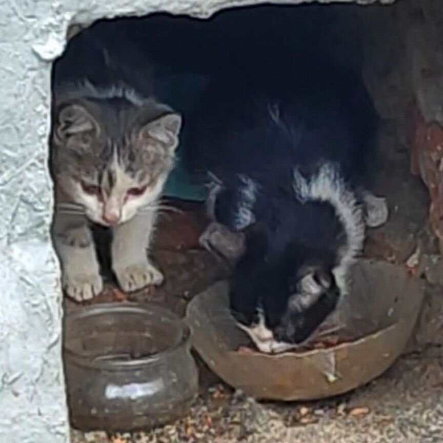 Эгейский котёнок