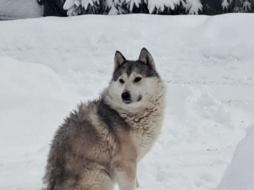 Найдена собака. Ищем хозяина