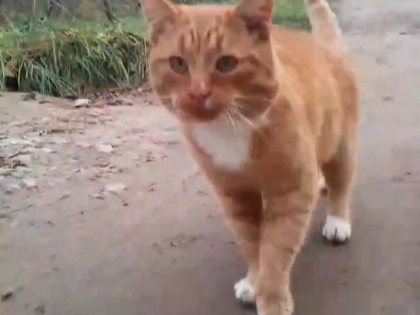 Котик в добрые руки