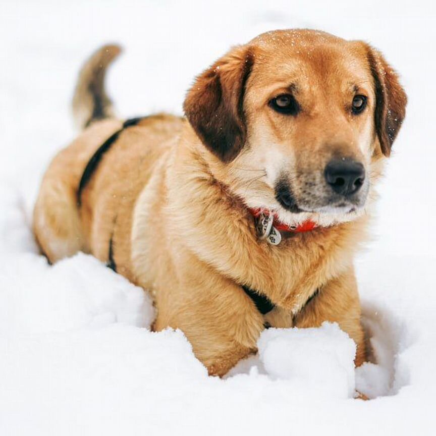 Взрослая собака в добрые руки