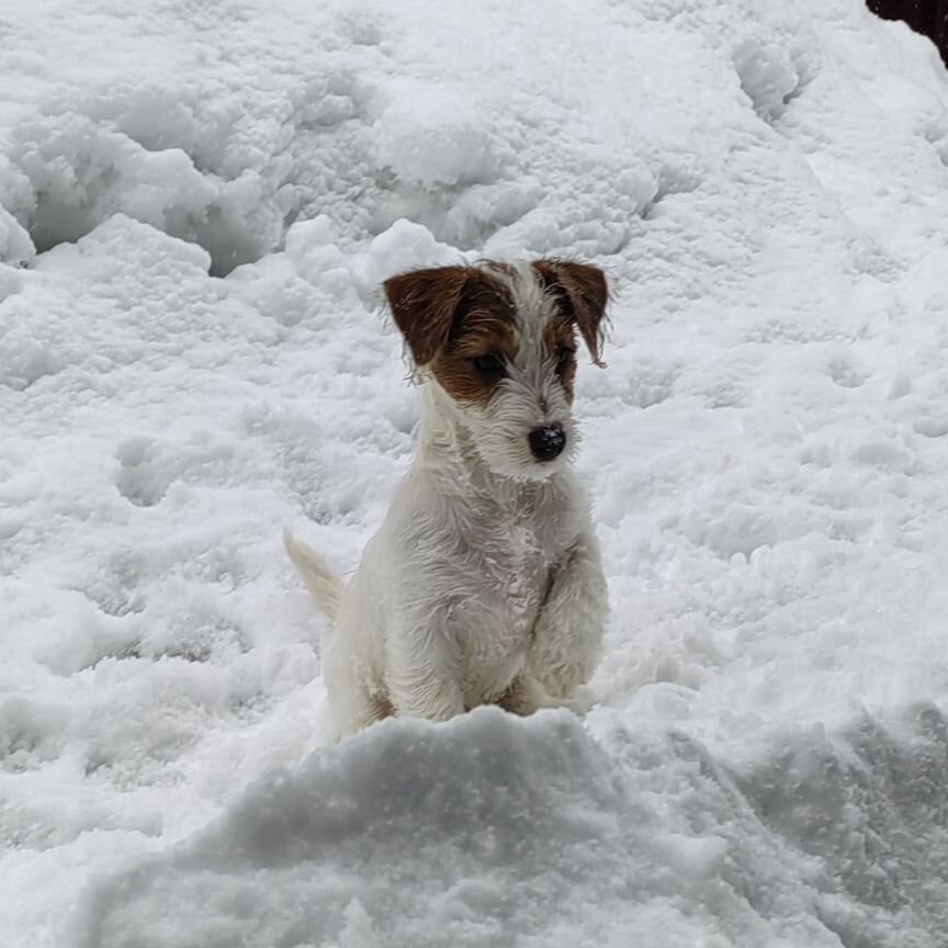 Джек рассел терьер
