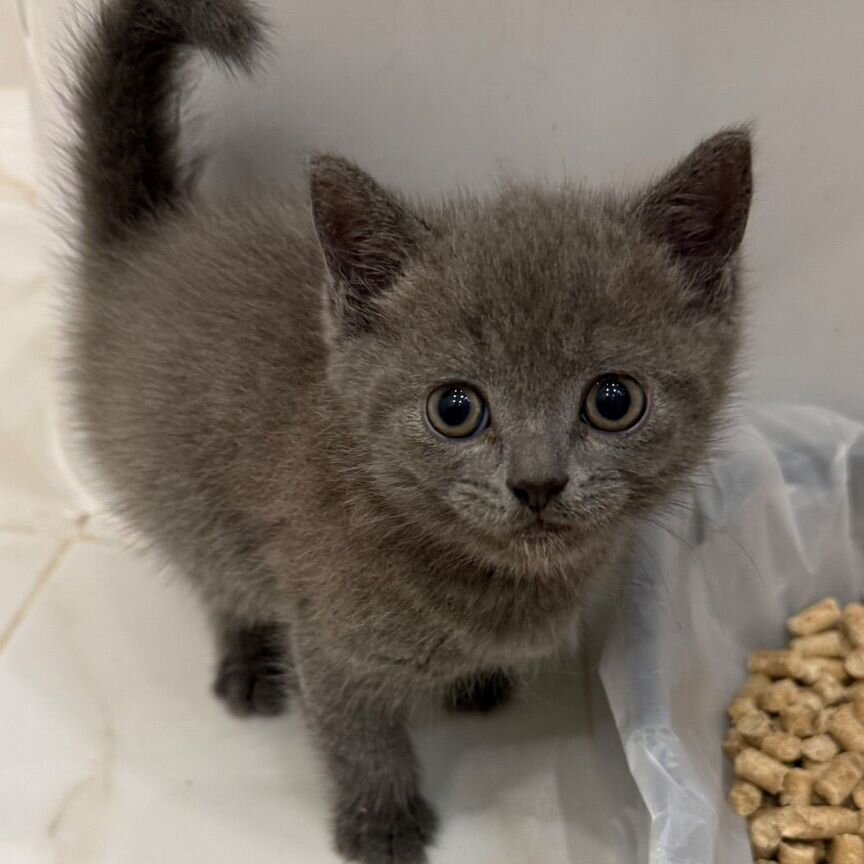 Британский короткошёрстный котёнок