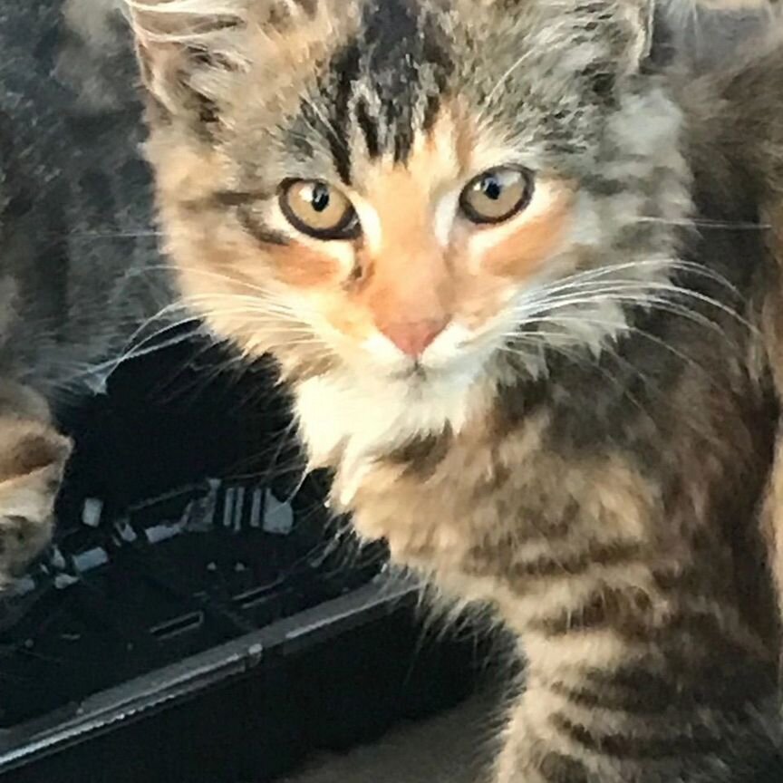 Дворовые котята обработанные чистенькие ищут дом