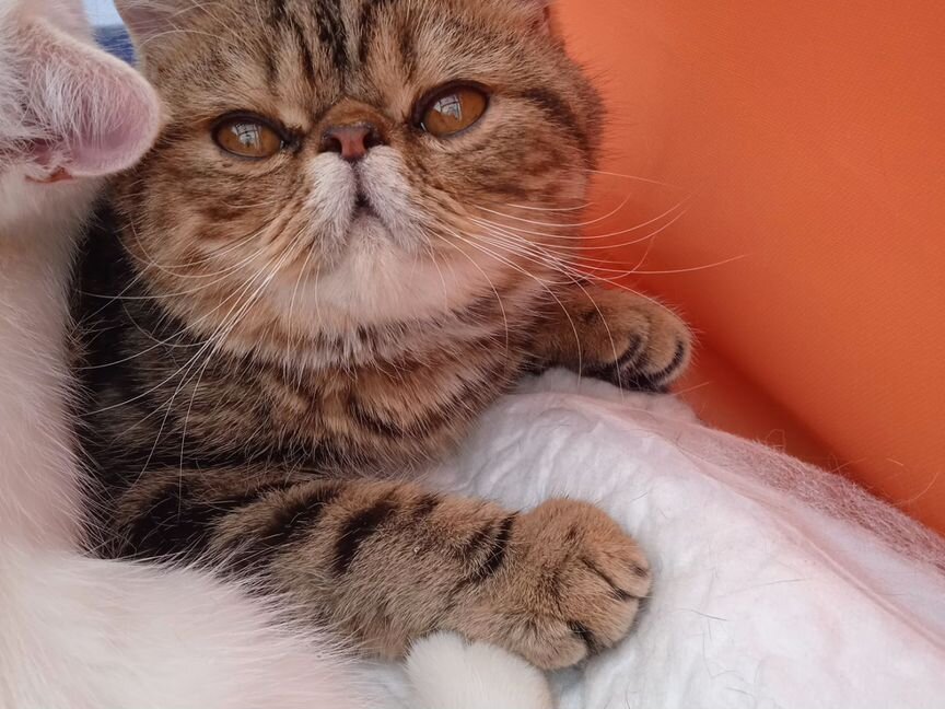 Котики близнецы