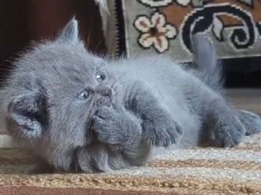 Британские котята