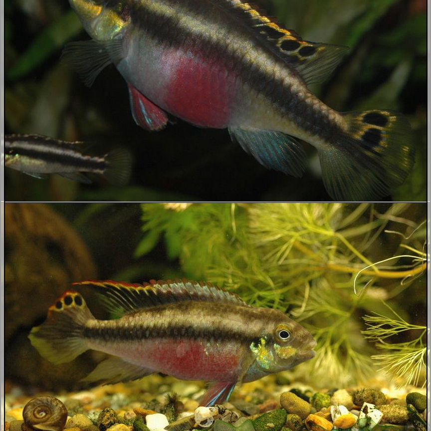 Пельвикахромис Пульхера