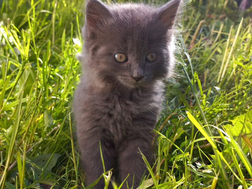 Кошечка в добрые руки