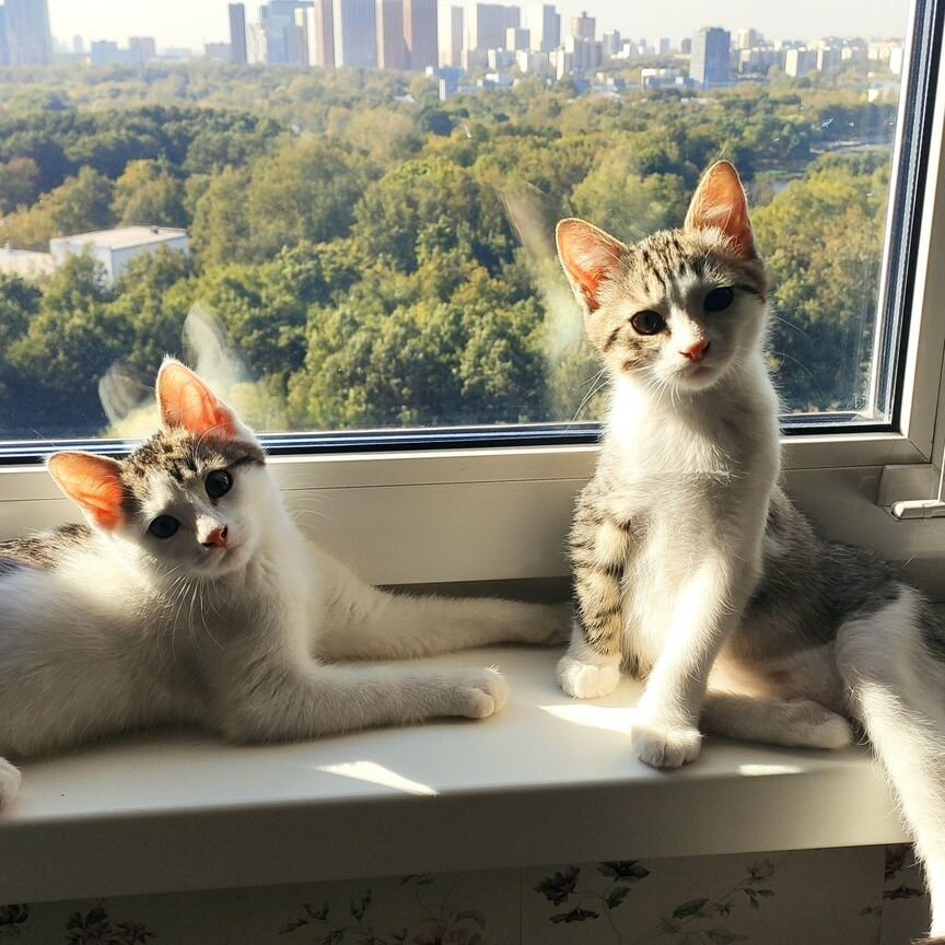 Котята в добрые руки