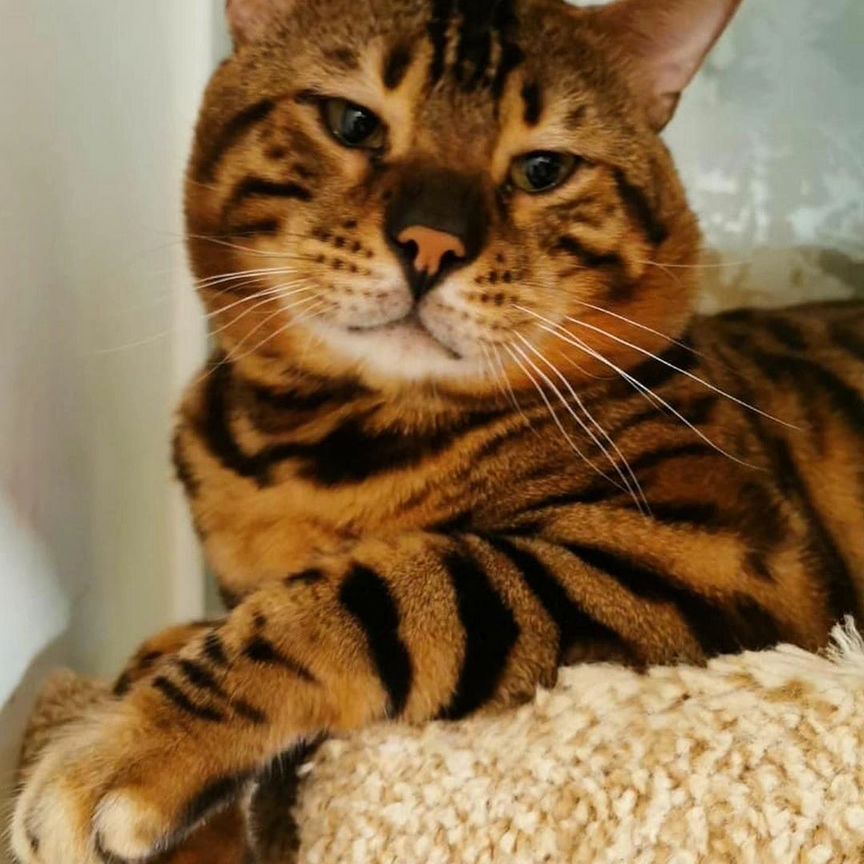 Бенгальская кошка