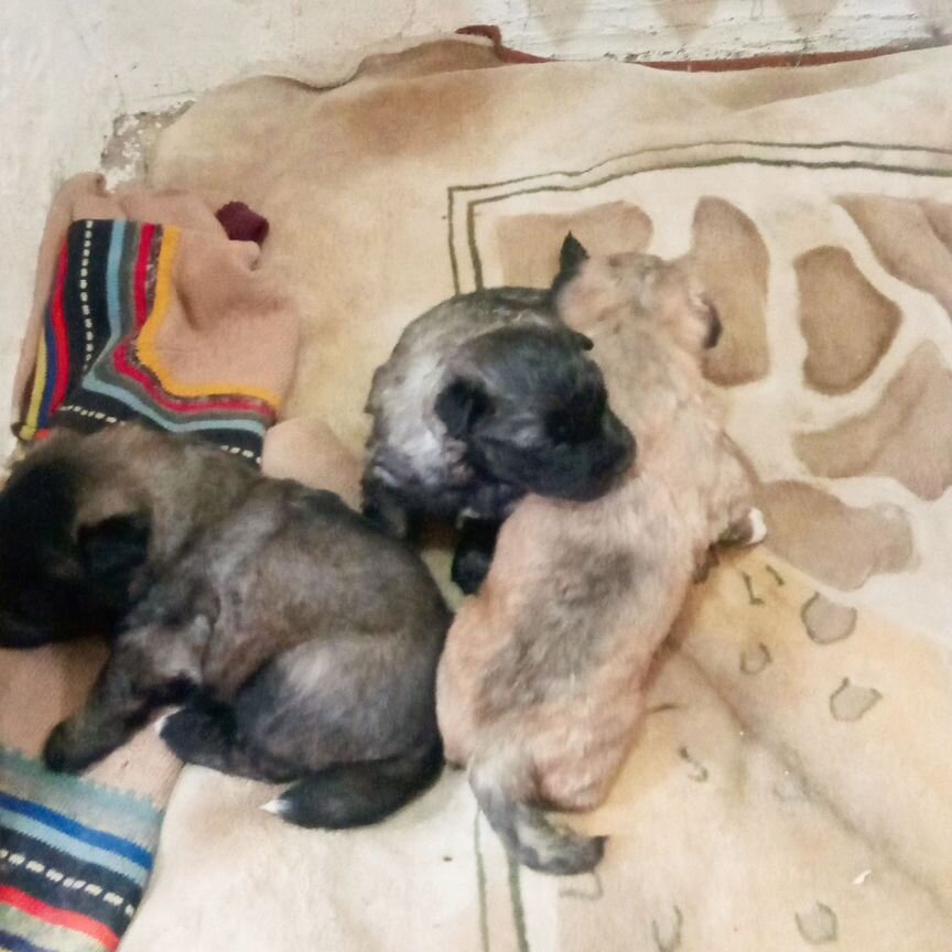 Щенки американской акиты