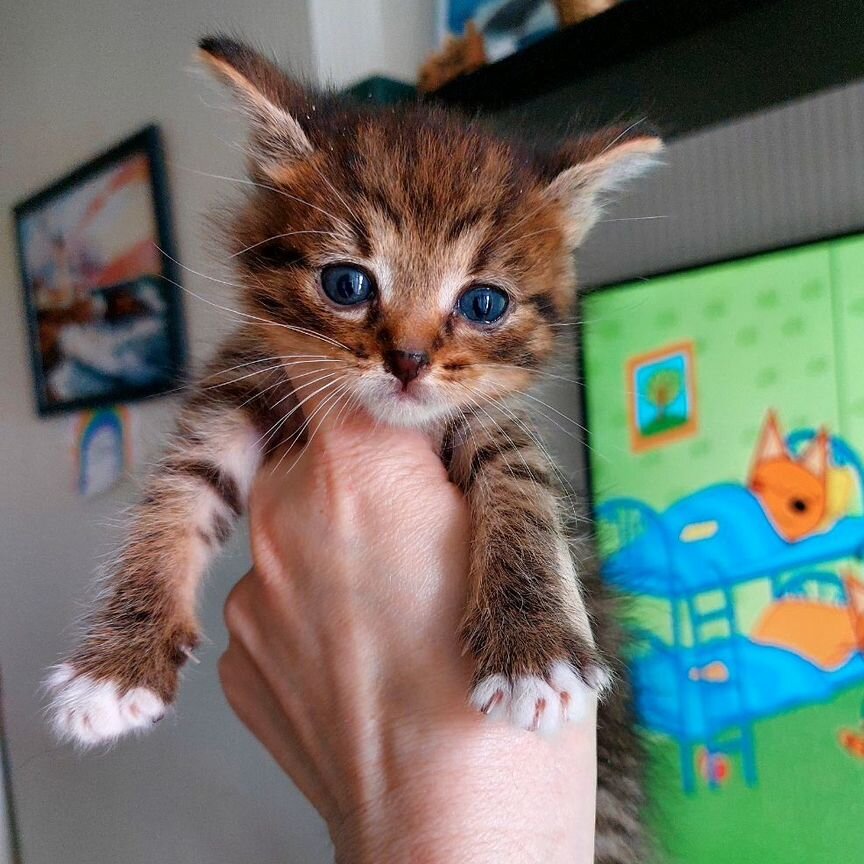 Котенок ищет Дом