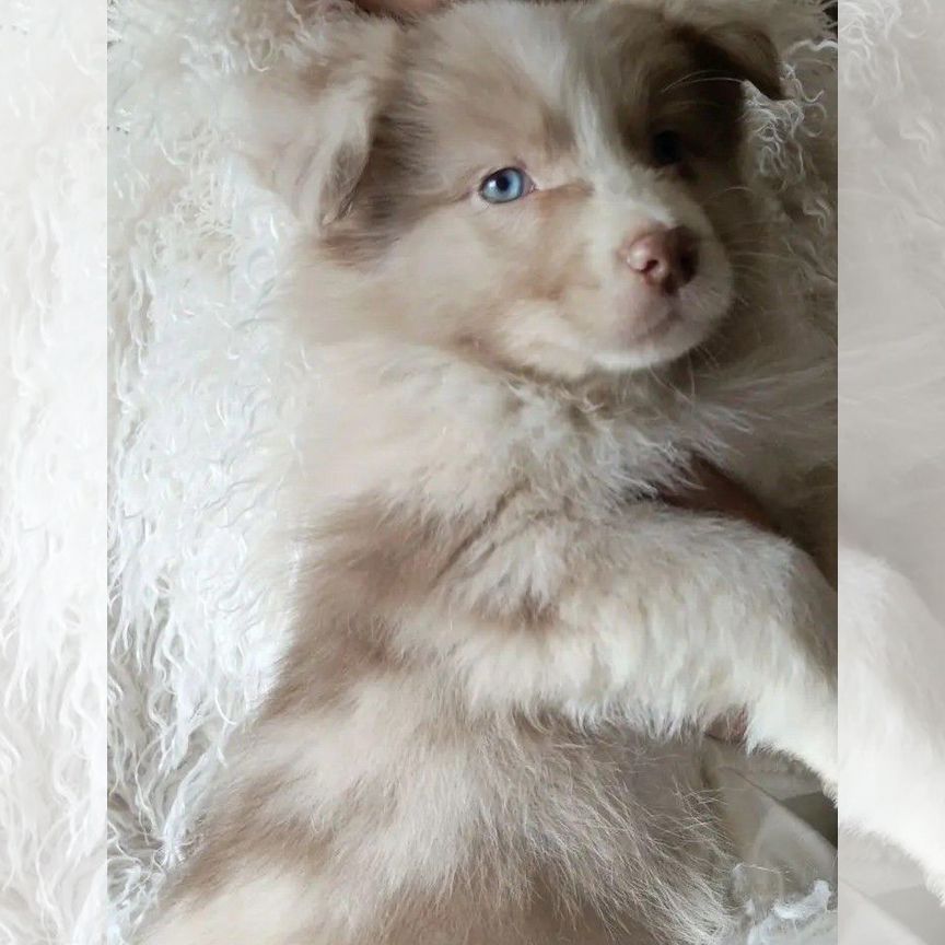 Австралийская овчарка, щенок