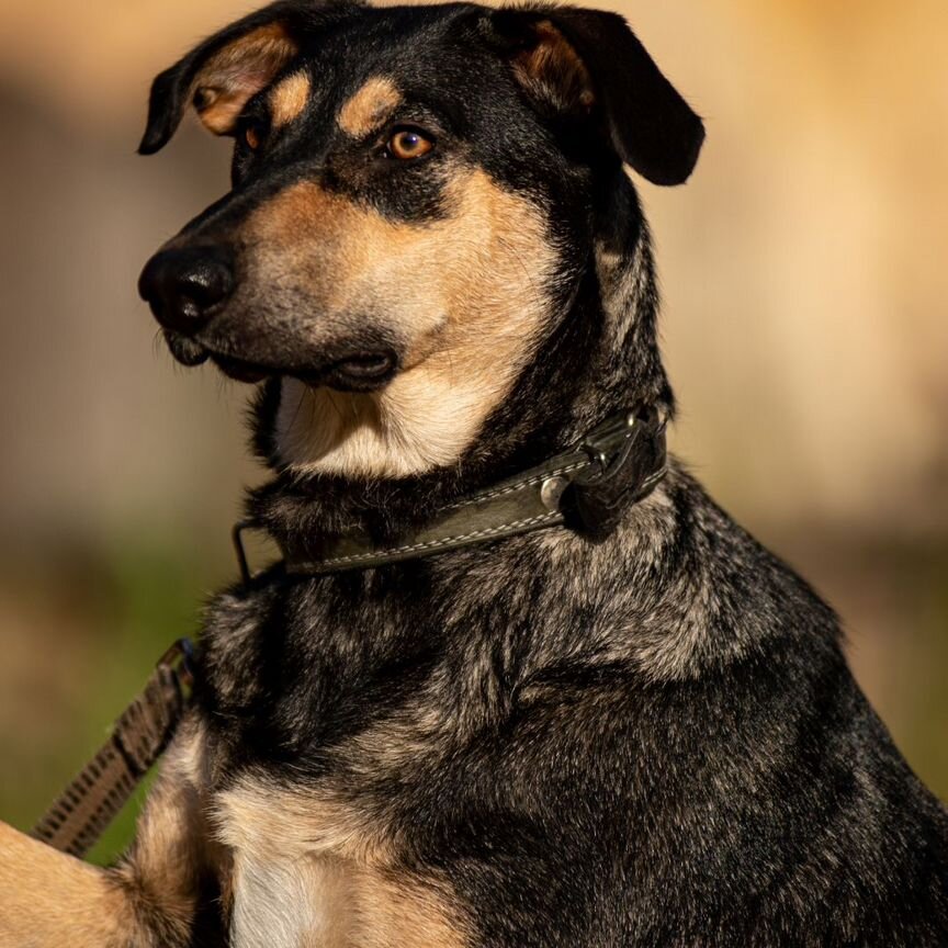 Взрослая собака в добрые руки