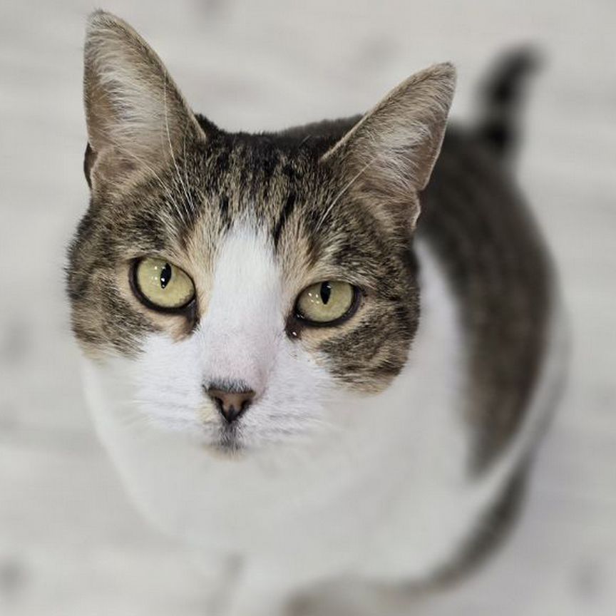 Ласковая кошка