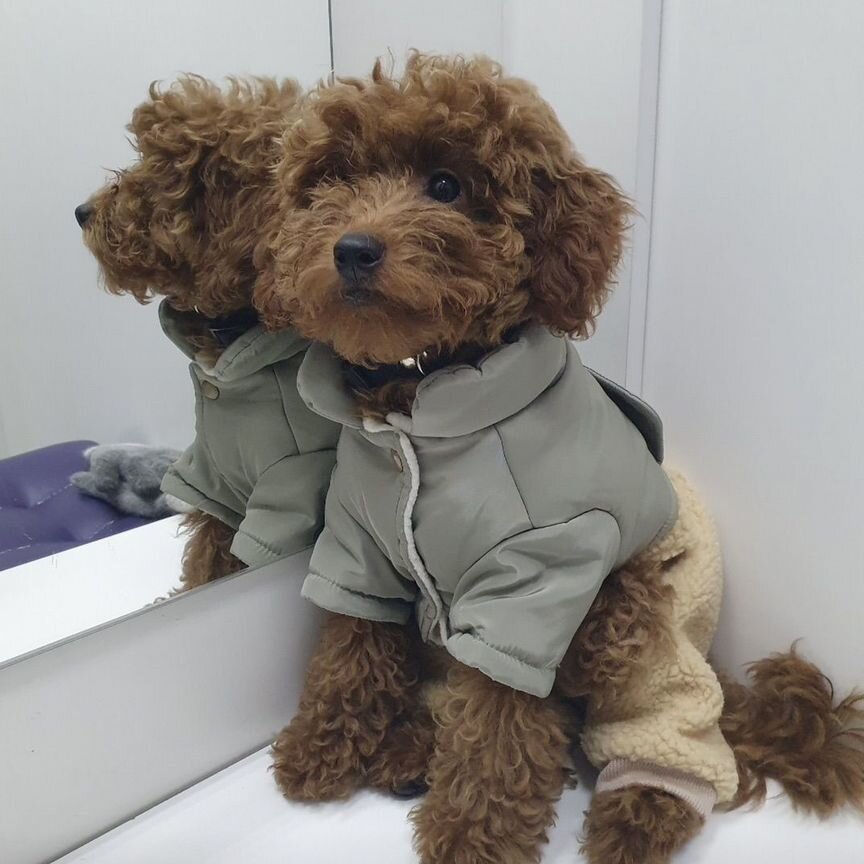 Зимний комбенизон для собак, спинка 30см