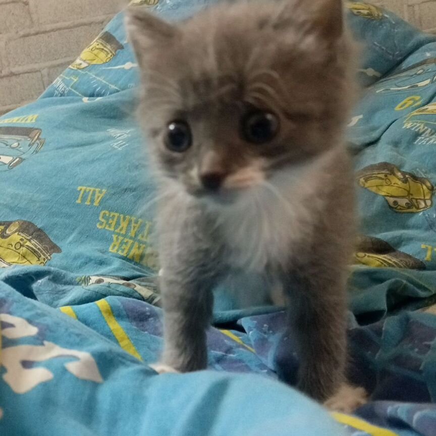 2 котёнка в добрые руки