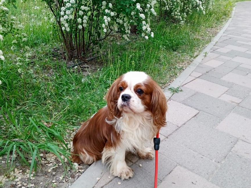 Кавалер кинг чарльз спаниель вязка