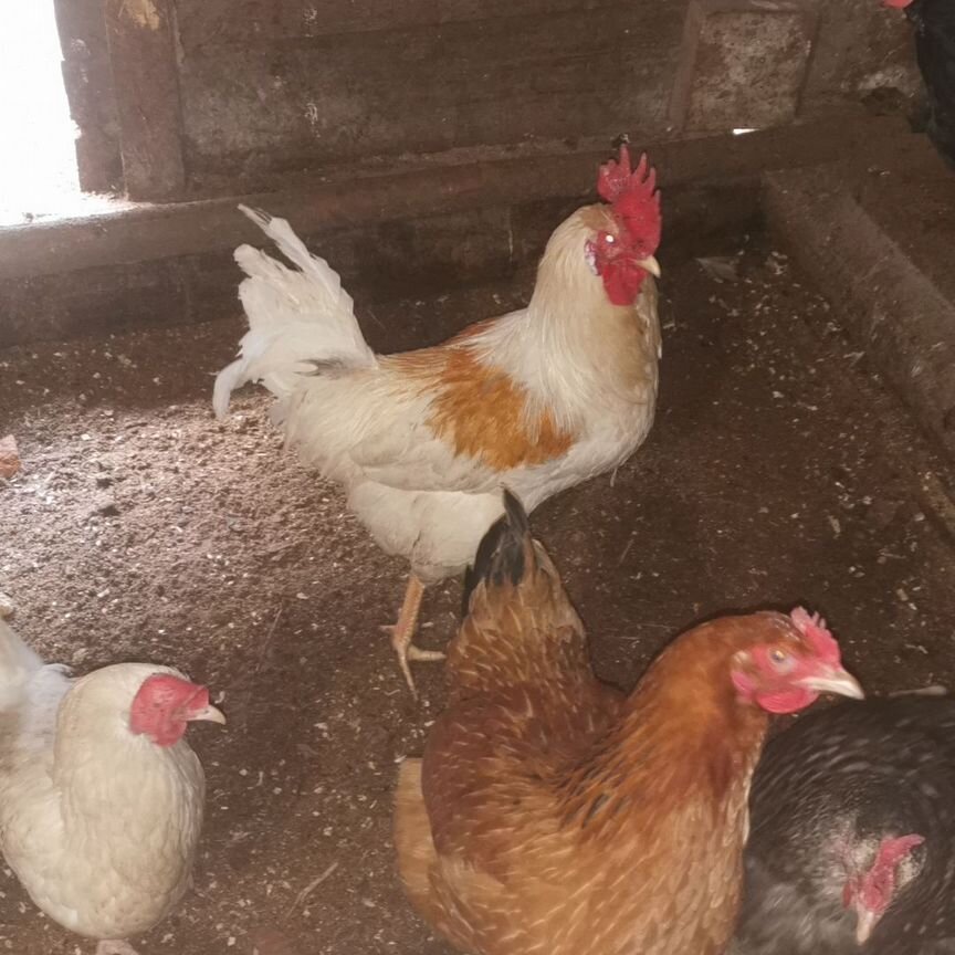 Петухи домашние