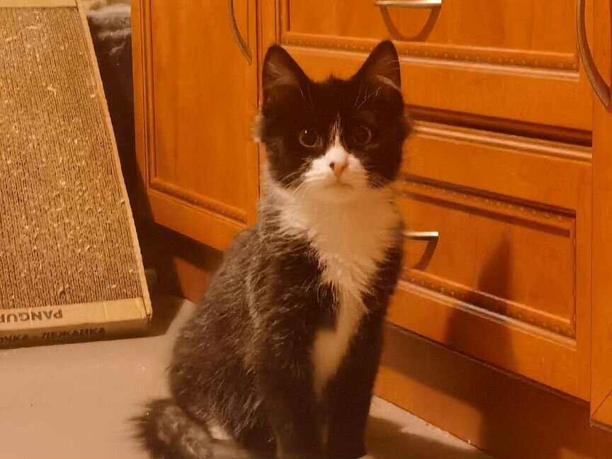 Кошка