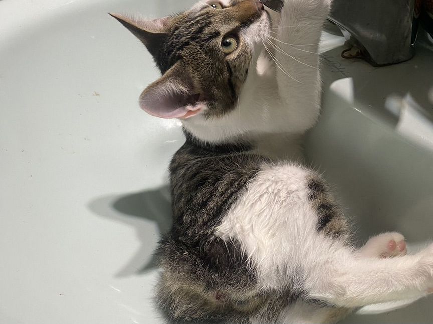 Котята