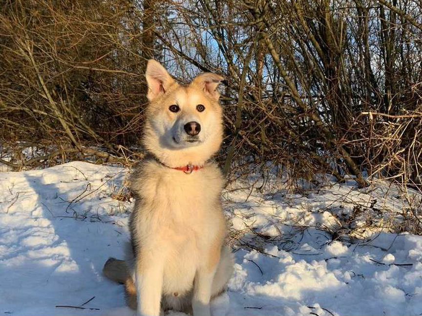 Макс ищет свою семью и дом