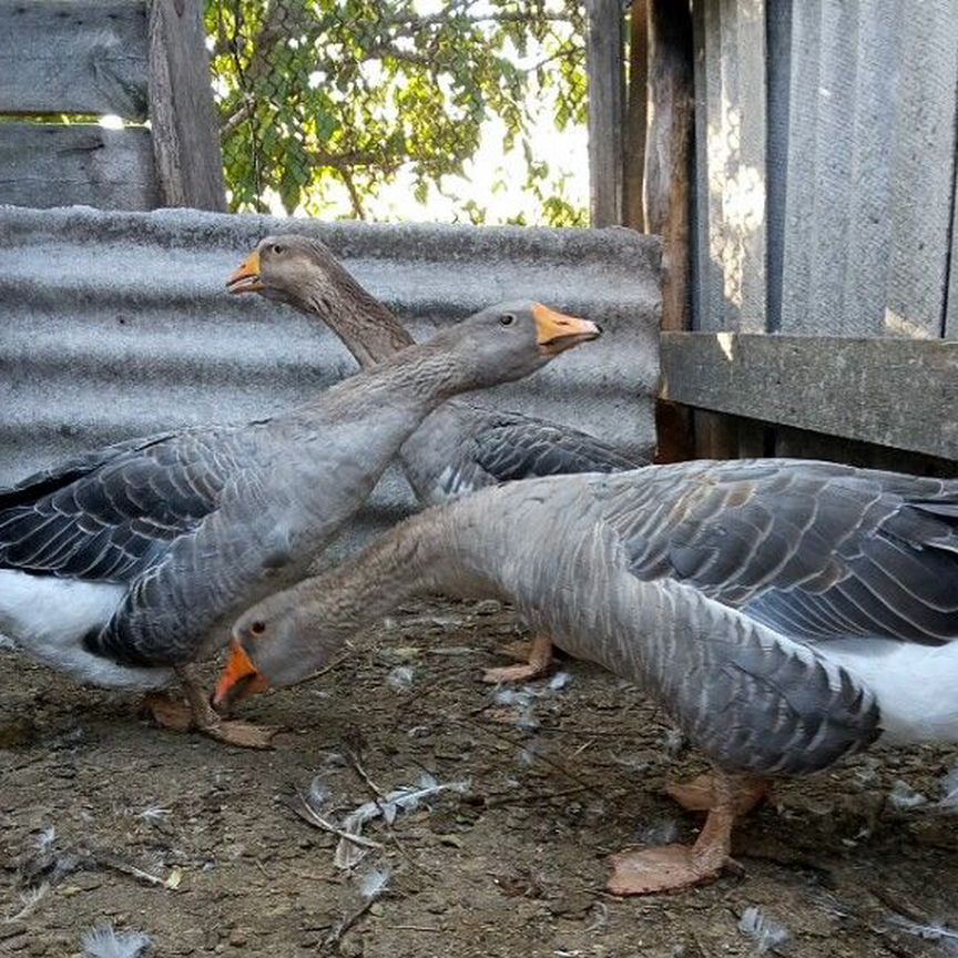 Продам семью гусей