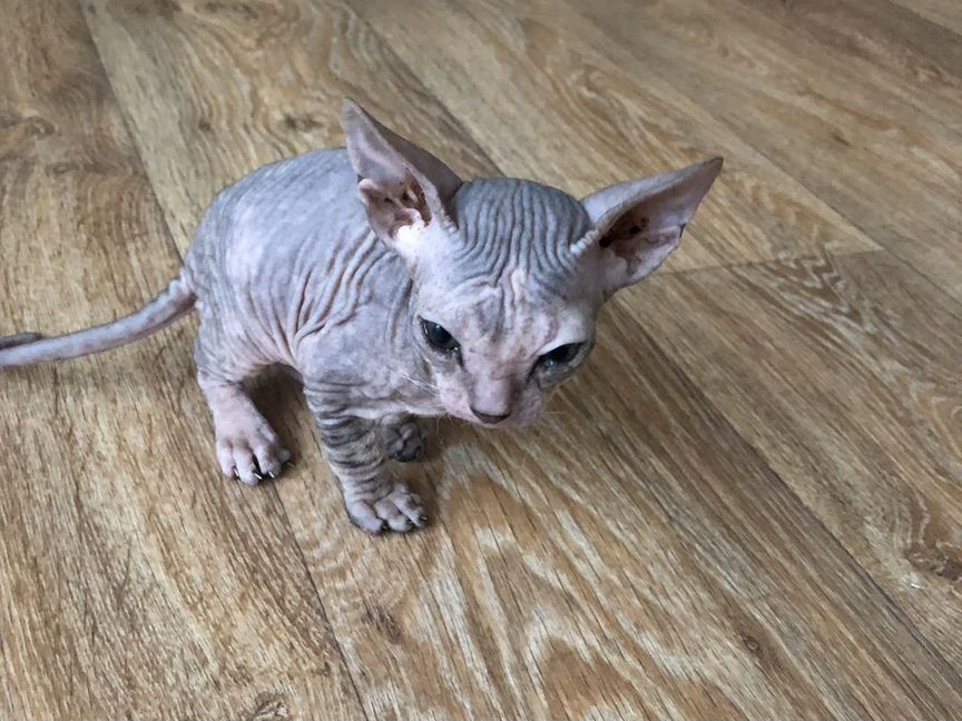 Продам котят сфинкса