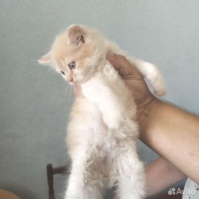 Котята метисы британца и ангоры