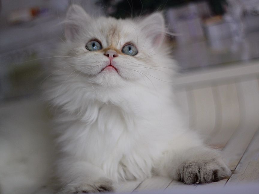 Эксклюзивчик британский Симба ny1133