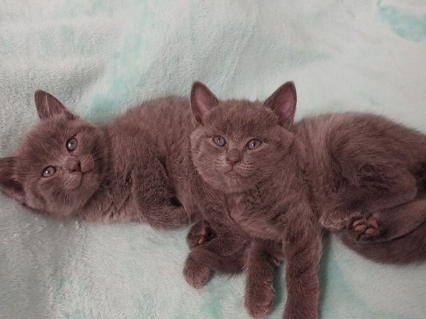 Котята русская голубая
