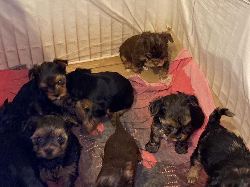 Девочка И Мальчики мини