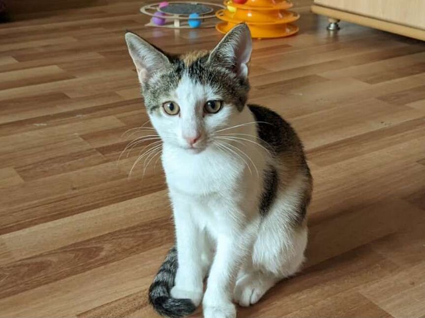 Котенок ласкуша