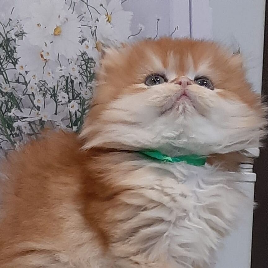 Котик золотой